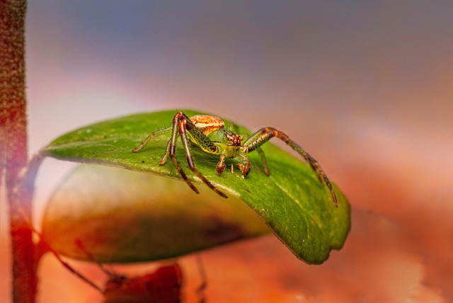 Green Crab Spider Arachnid - Free photo on Pixabay - Pixabay