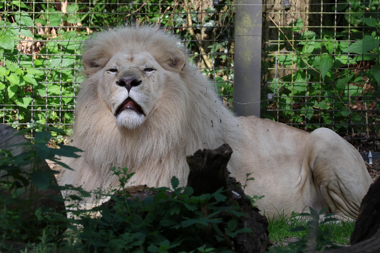 Lion Animal - Photo gratuite sur Pixabay - Pixabay