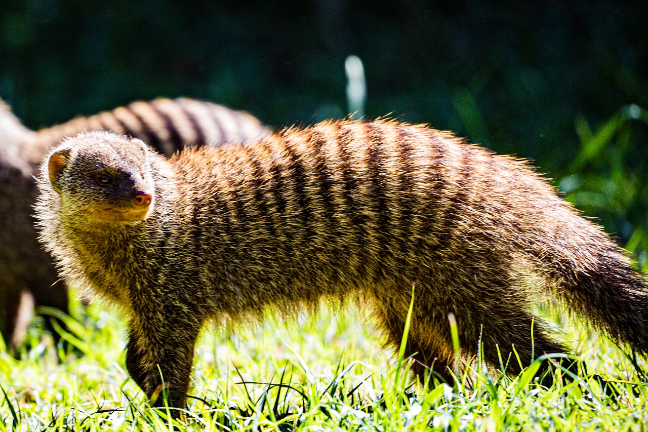 Wild Tierwelt Tiere - Kostenloses Foto auf Pixabay - Pixabay