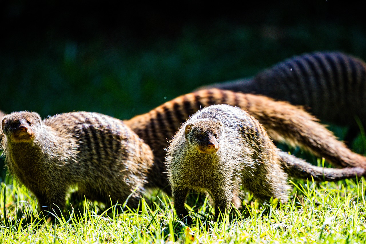 Wild Tierwelt Tiere - Kostenloses Foto auf Pixabay - Pixabay