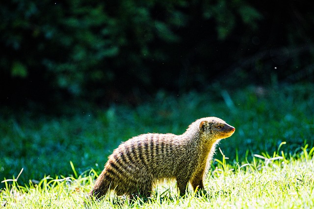 Wild Wildlife Animals - Free photo on Pixabay - Pixabay