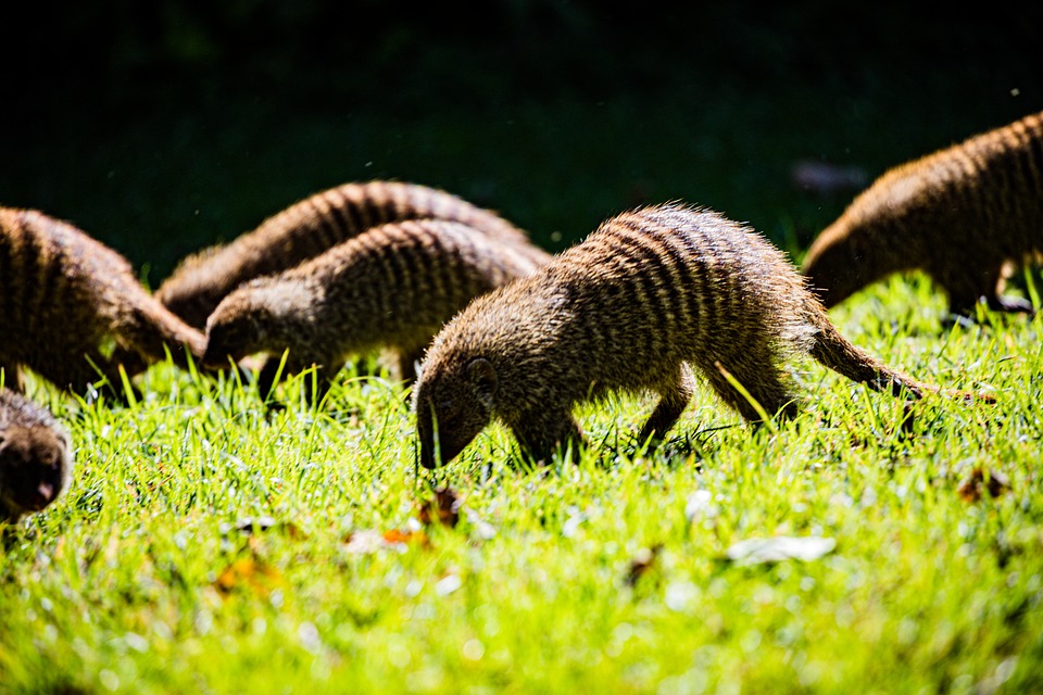 Wild Tierwelt Tiere - Kostenloses Foto auf Pixabay - Pixabay