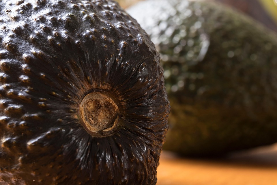 Avocado Reif Baumfrucht - Kostenloses Foto auf Pixabay - Pixabay