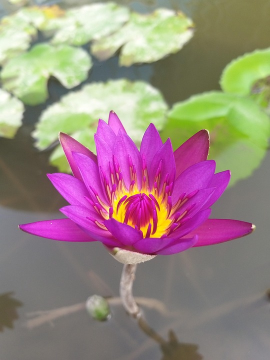 Lily Water Violet Free Photo On Pixabay Pixabay