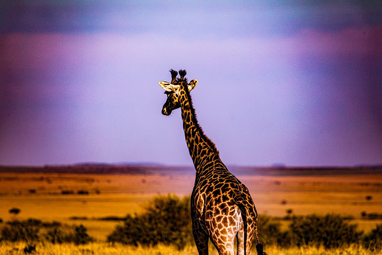 Wild Wildlife Animals - Free photo on Pixabay - Pixabay