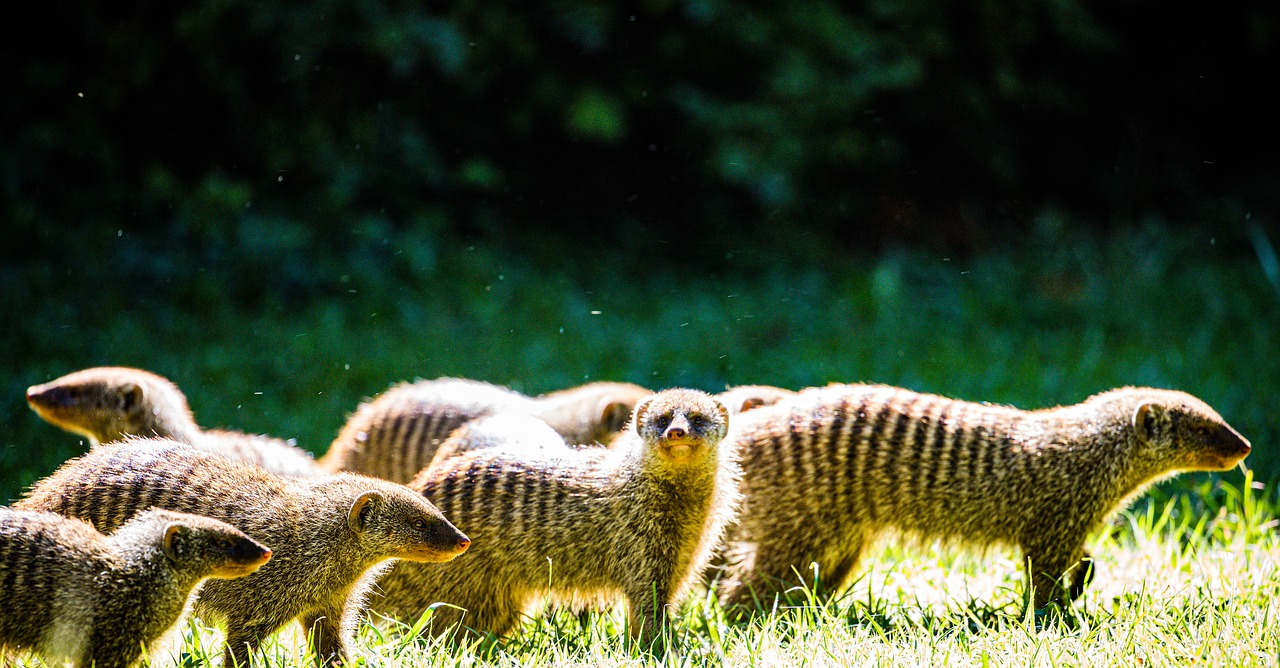 Wild Tierwelt Tiere - Kostenloses Foto auf Pixabay - Pixabay