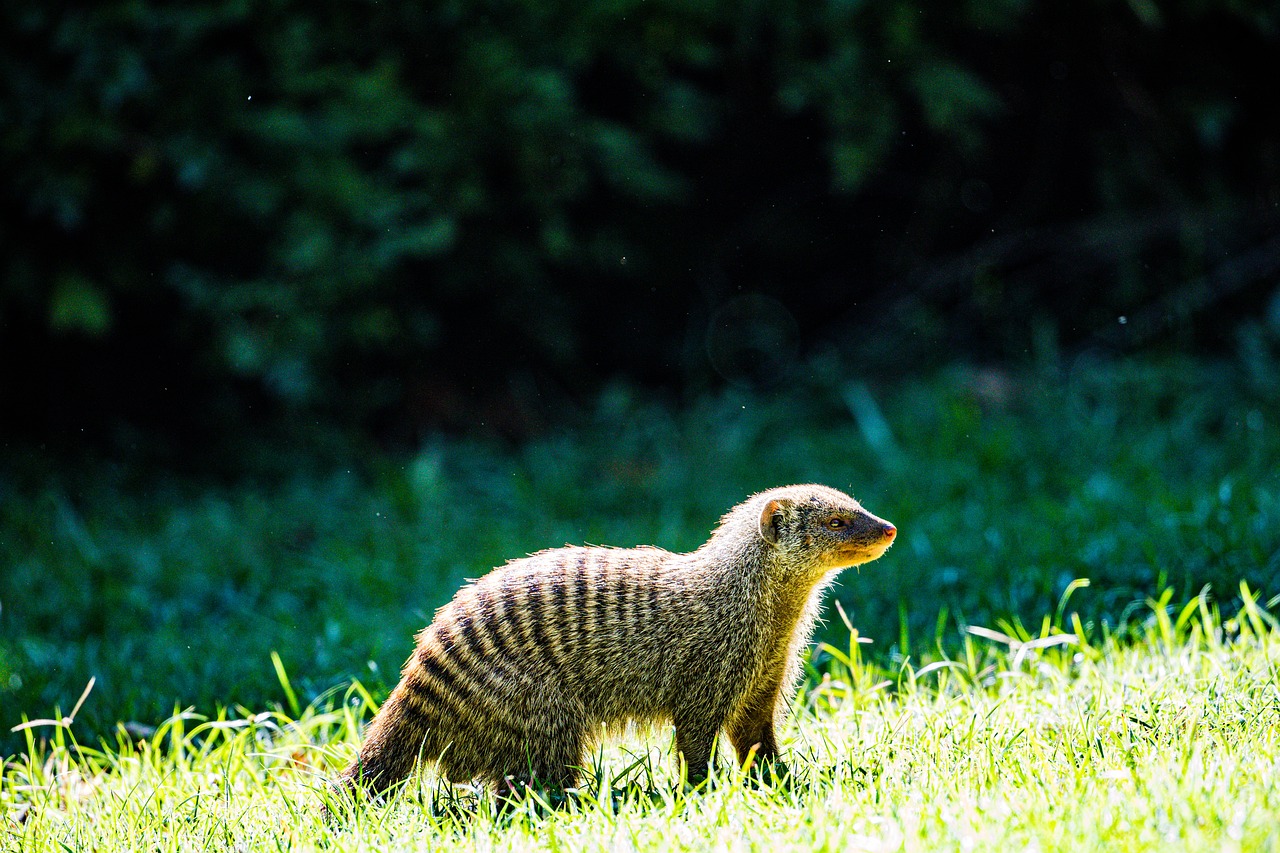Wild Wildlife Animals - Free photo on Pixabay - Pixabay