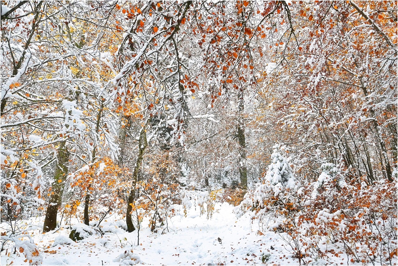 Natureza Neve - Foto gratuita no Pixabay - Pixabay