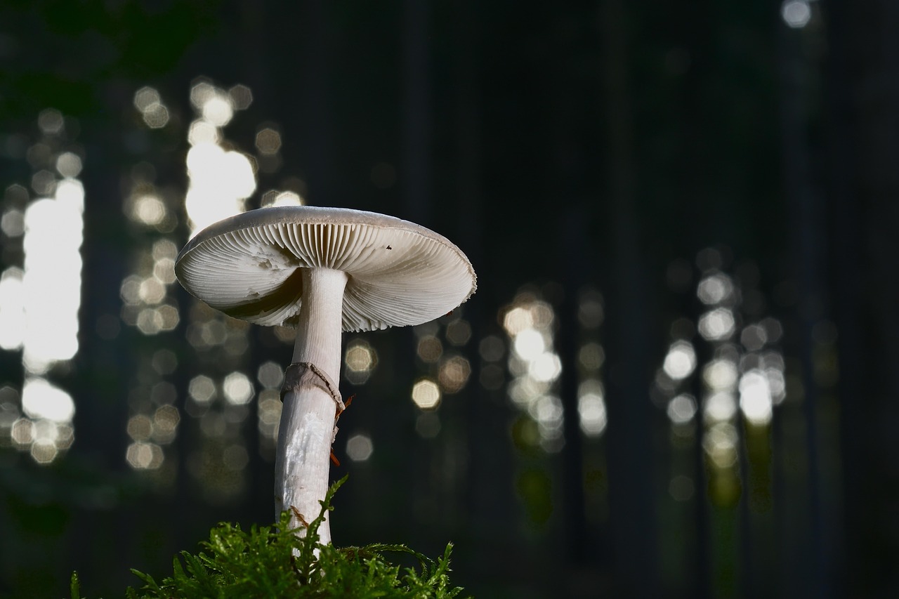 Gomba Lemez Moha Erdei - Ingyenes fotó a Pixabay-en - Pixabay