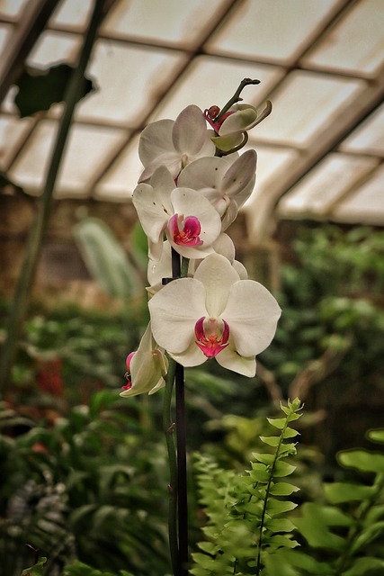 Orchidée Nature Fleurs - Photo gratuite sur Pixabay - Pixabay