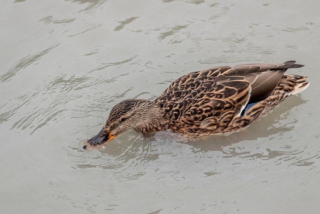 Wildente Ente See - Kostenloses Foto auf Pixabay - Pixabay