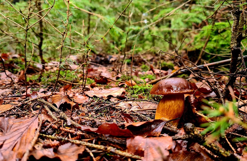 Mushroom Edible Fall - Free photo on Pixabay
