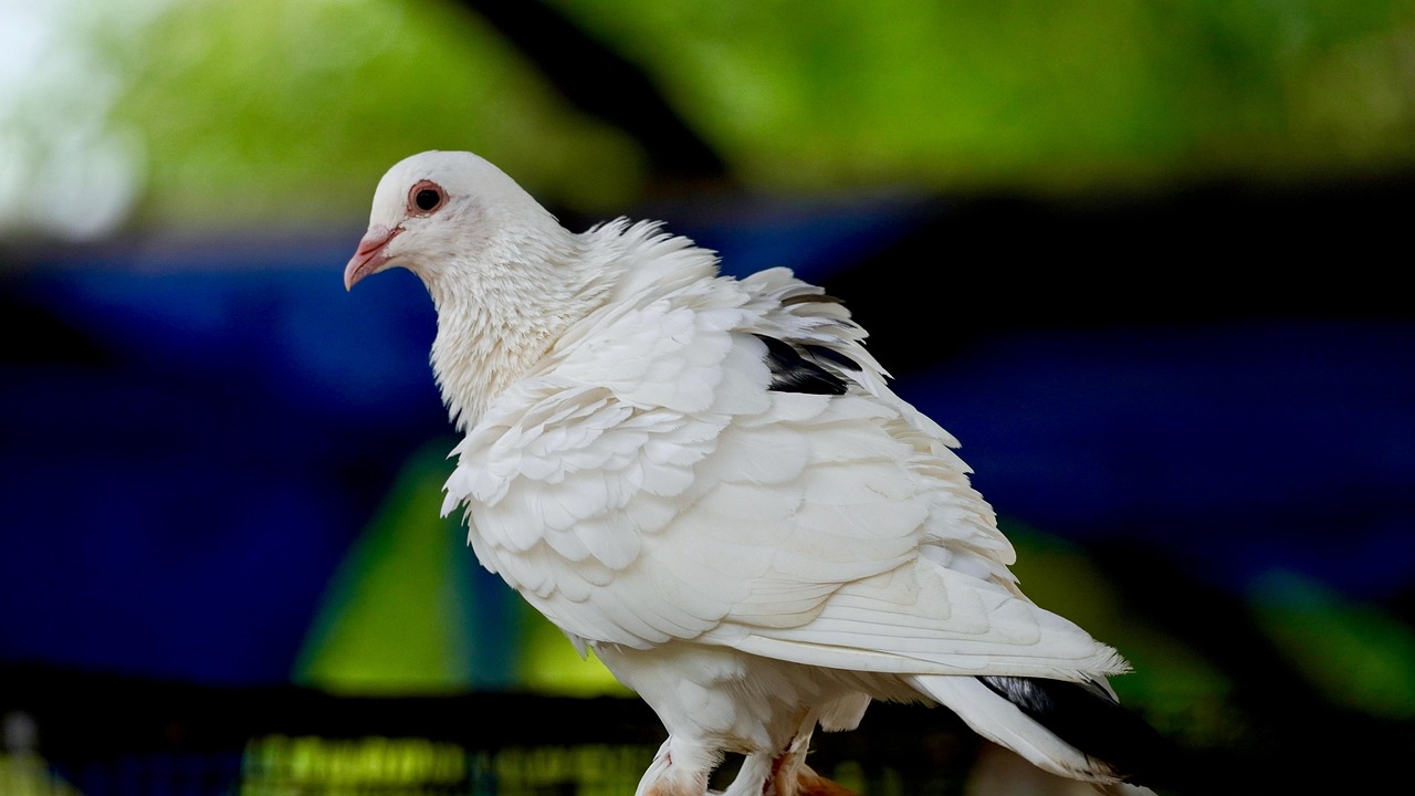 Pomba Pássaro Natureza - Foto gratuita no Pixabay - Pixabay