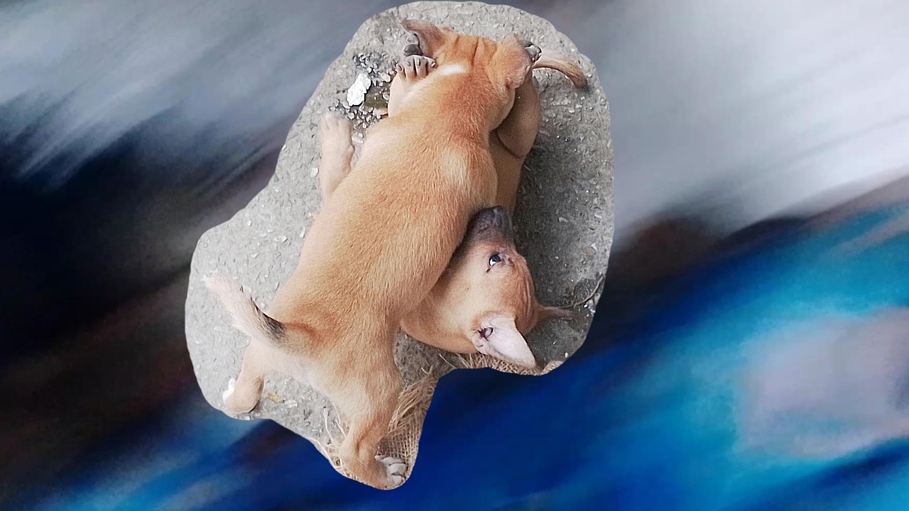 Chien Enfants Jouer - Image gratuite sur Pixabay - Pixabay