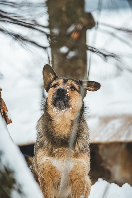 Cachorro Neve Animal - Foto gratuita no Pixabay - Pixabay