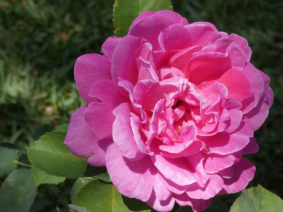Pinke Rose Blume Rosa Blüte - Kostenloses Foto auf Pixabay - Pixabay