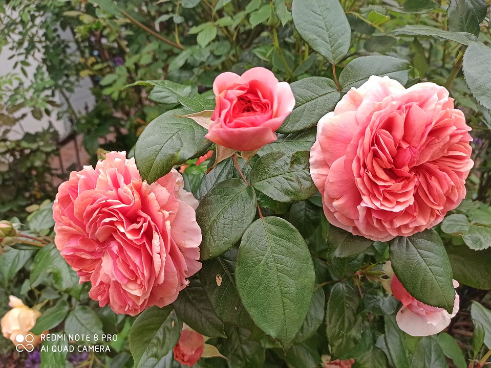 Rose Fleur - Photo gratuite sur Pixabay