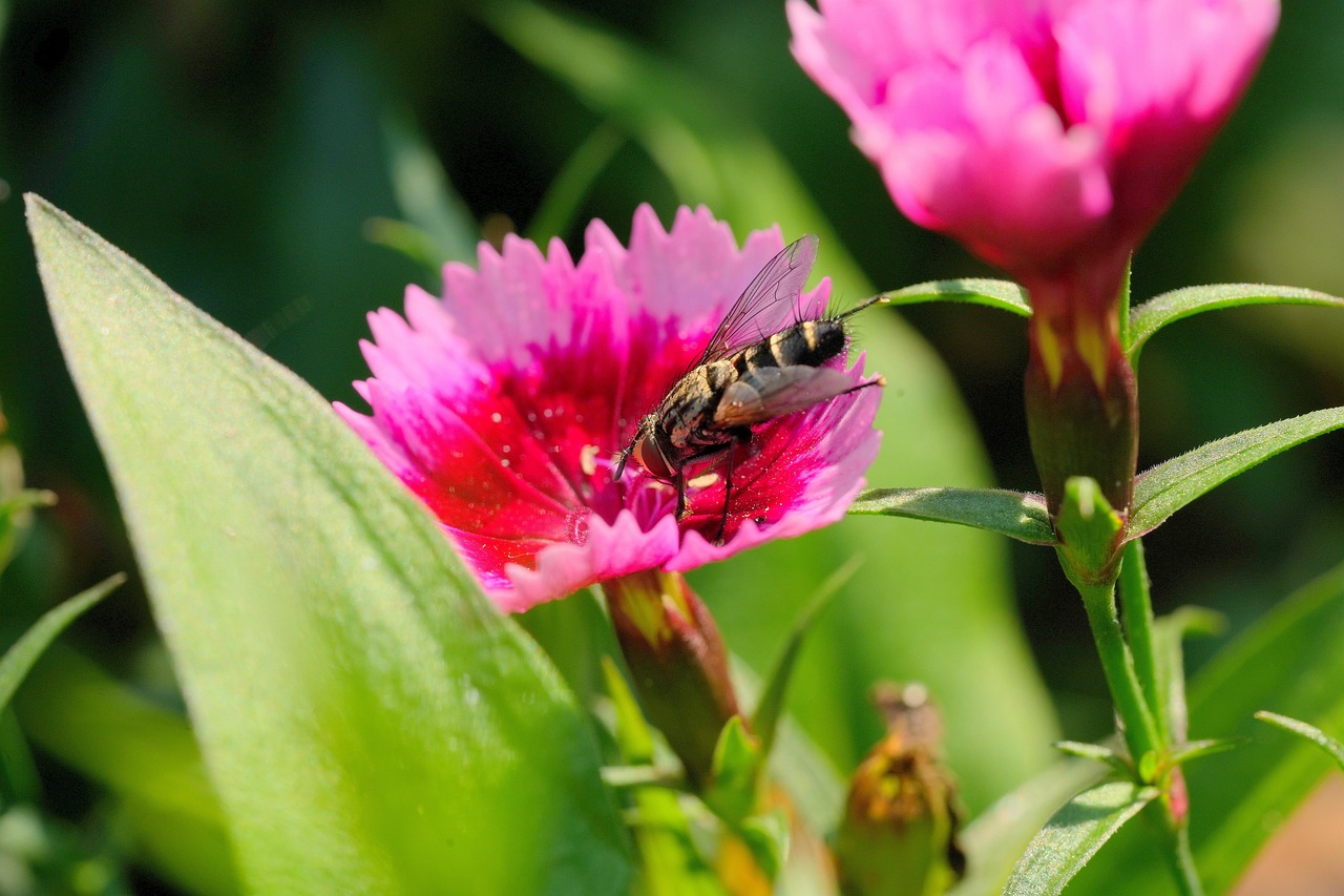 Abeja En Flores Gratis