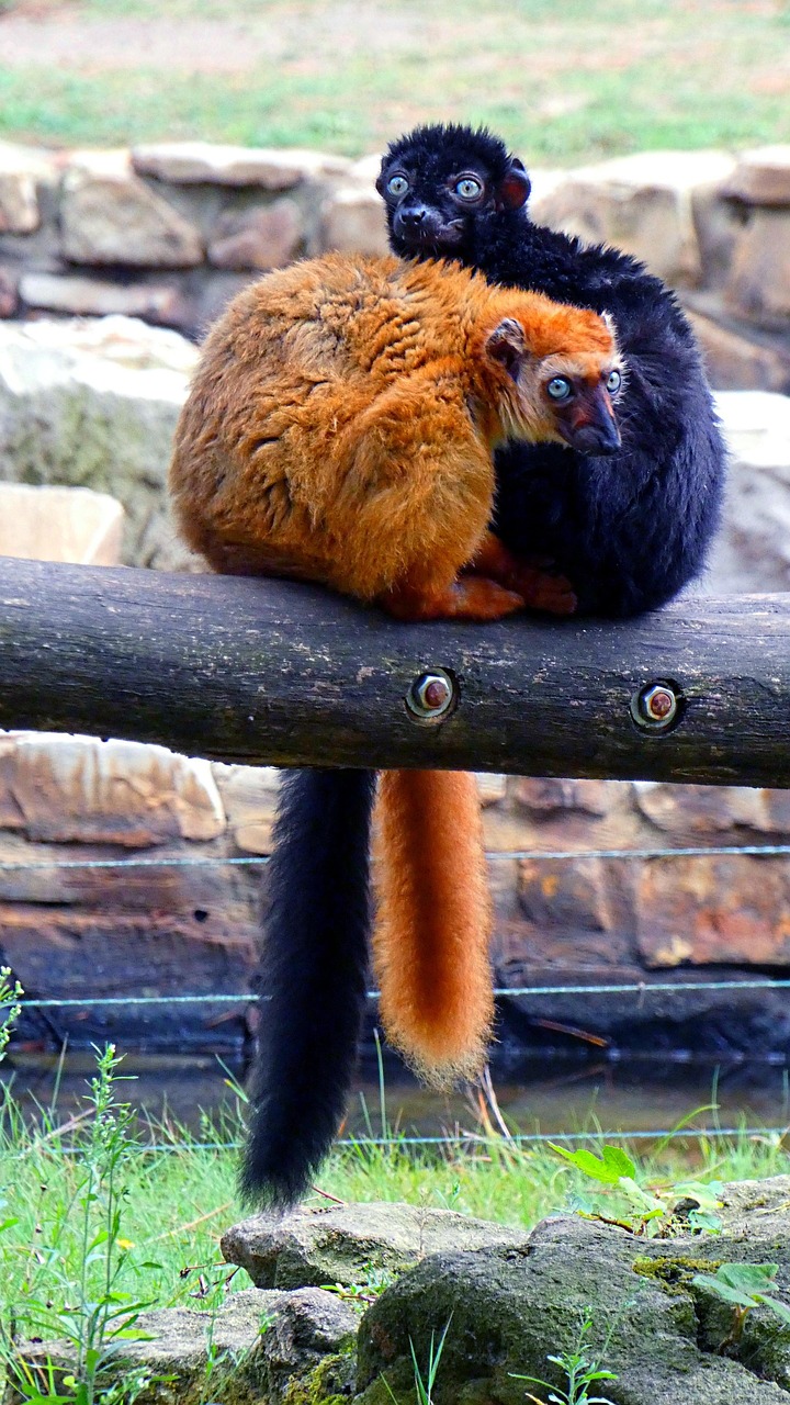 Lemur Couple Blue Eyes - Free photo on Pixabay - Pixabay