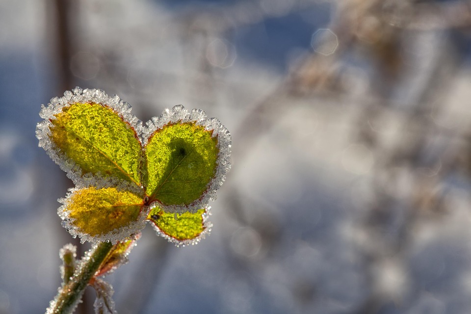 Winter Eis Eiskristalle - Kostenloses Foto auf Pixabay - Pixabay