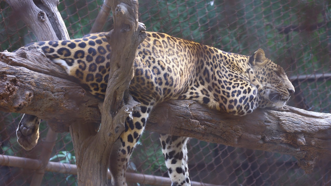 Leopard Animal Forest - Free photo on Pixabay - Pixabay