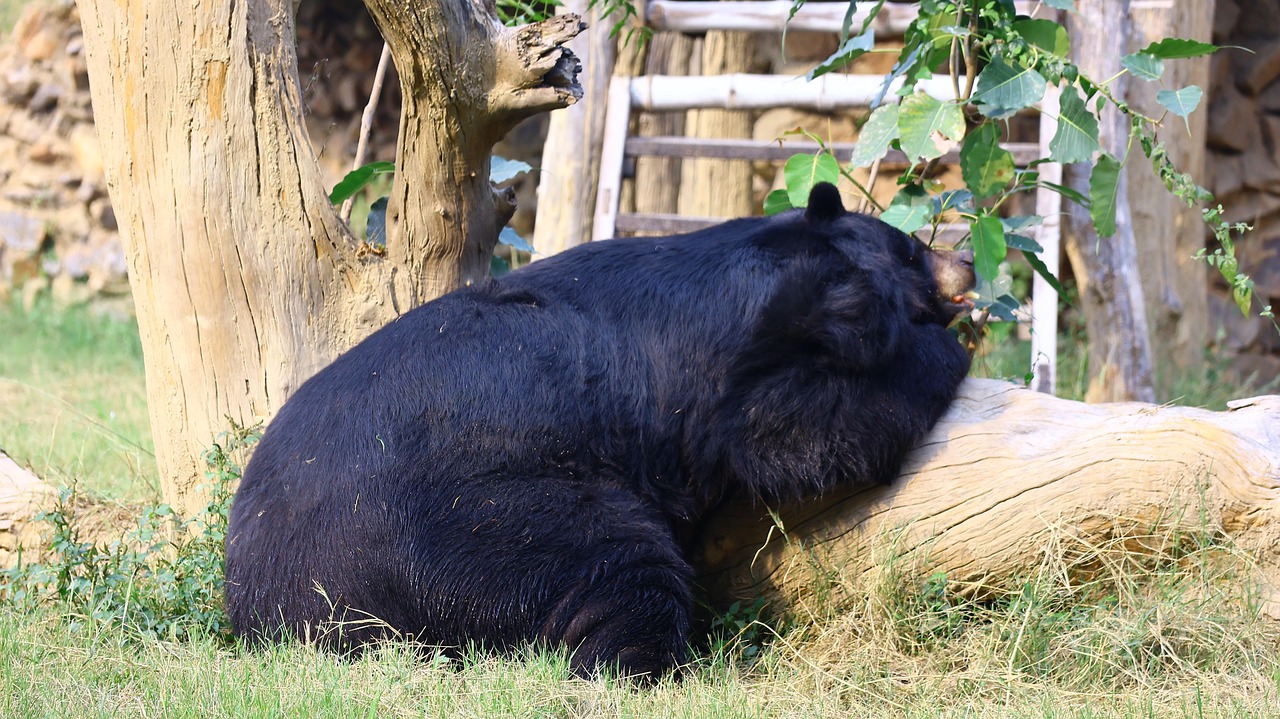 Urso Animal Da Floresta - Foto gratuita no Pixabay - Pixabay