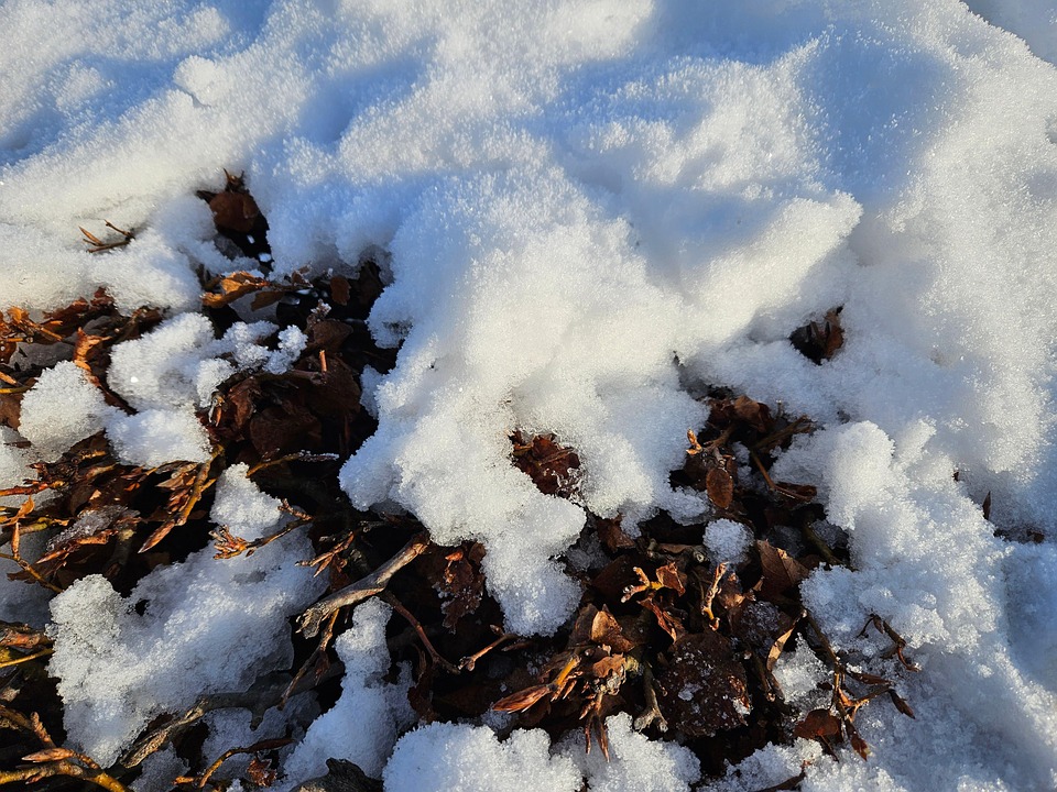 Winter Schnee Äste - Kostenloses Foto auf Pixabay - Pixabay