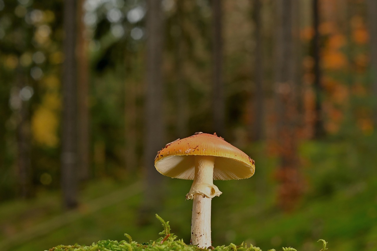 Mushroom Disc Fungus Moss - Free photo on Pixabay - Pixabay