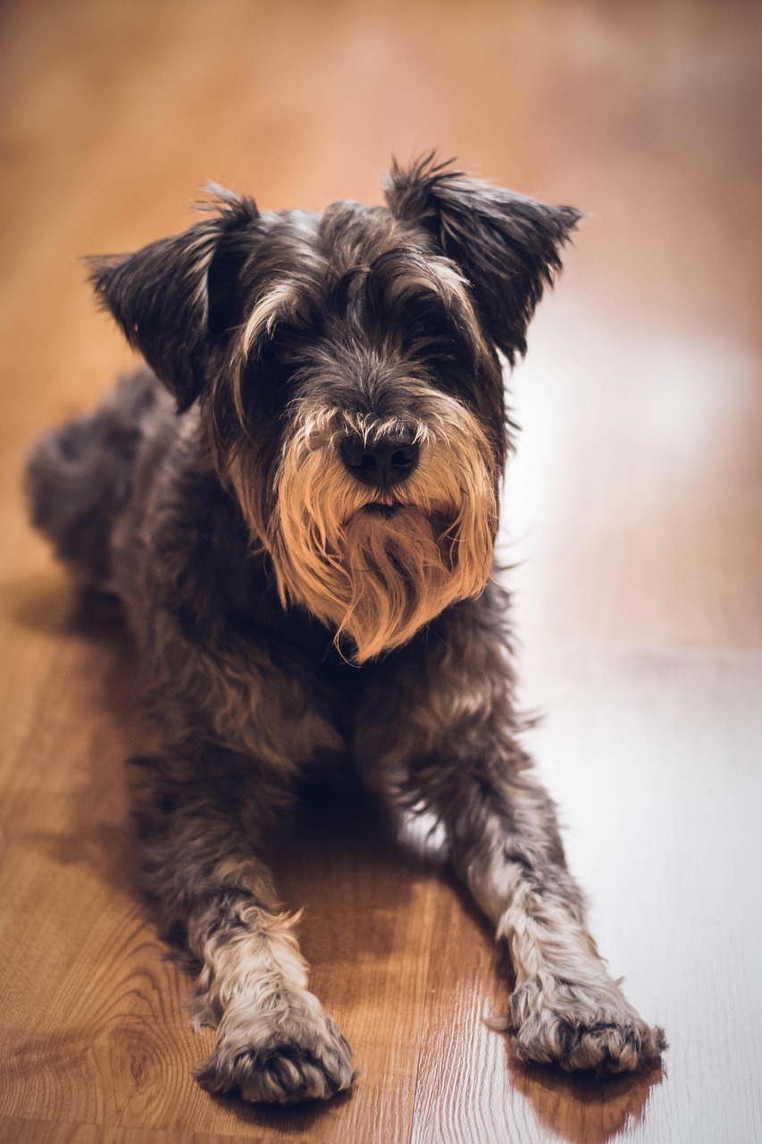 Schnauzer Wallpaper Hd Schnauzer Wallpaper