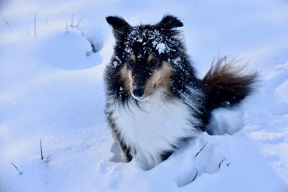 Shetland Sheepdog Sheltie Winter - Free photo on Pixabay - Pixabay