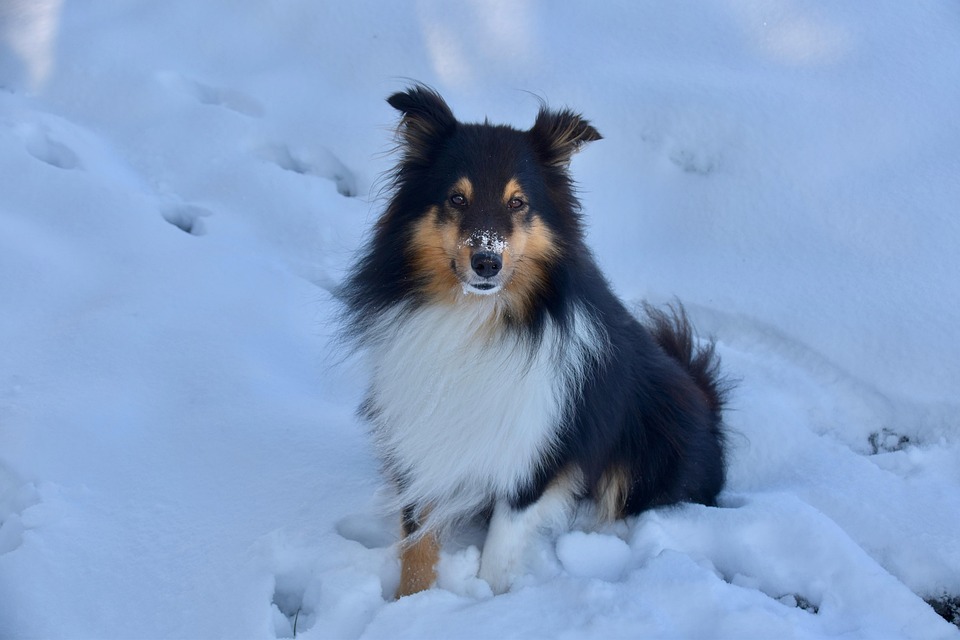 Shetland Sheepdog Sheltie Winter - Free photo on Pixabay - Pixabay
