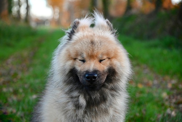 Eurasier German Dog Breed - Free photo on Pixabay - Pixabay