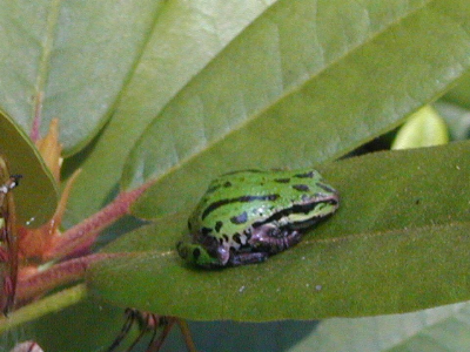 Tree Frog Close Up - Free photo on Pixabay - Pixabay