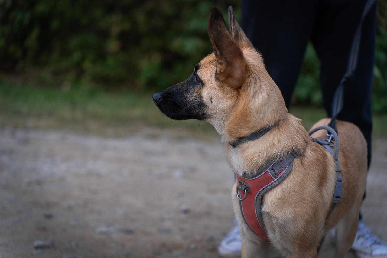 Dogs Pets Animals - Free photo on Pixabay - Pixabay