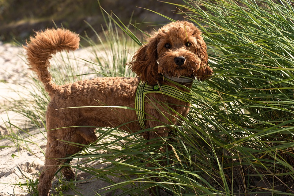 Dogs Pets Animals - Free photo on Pixabay - Pixabay