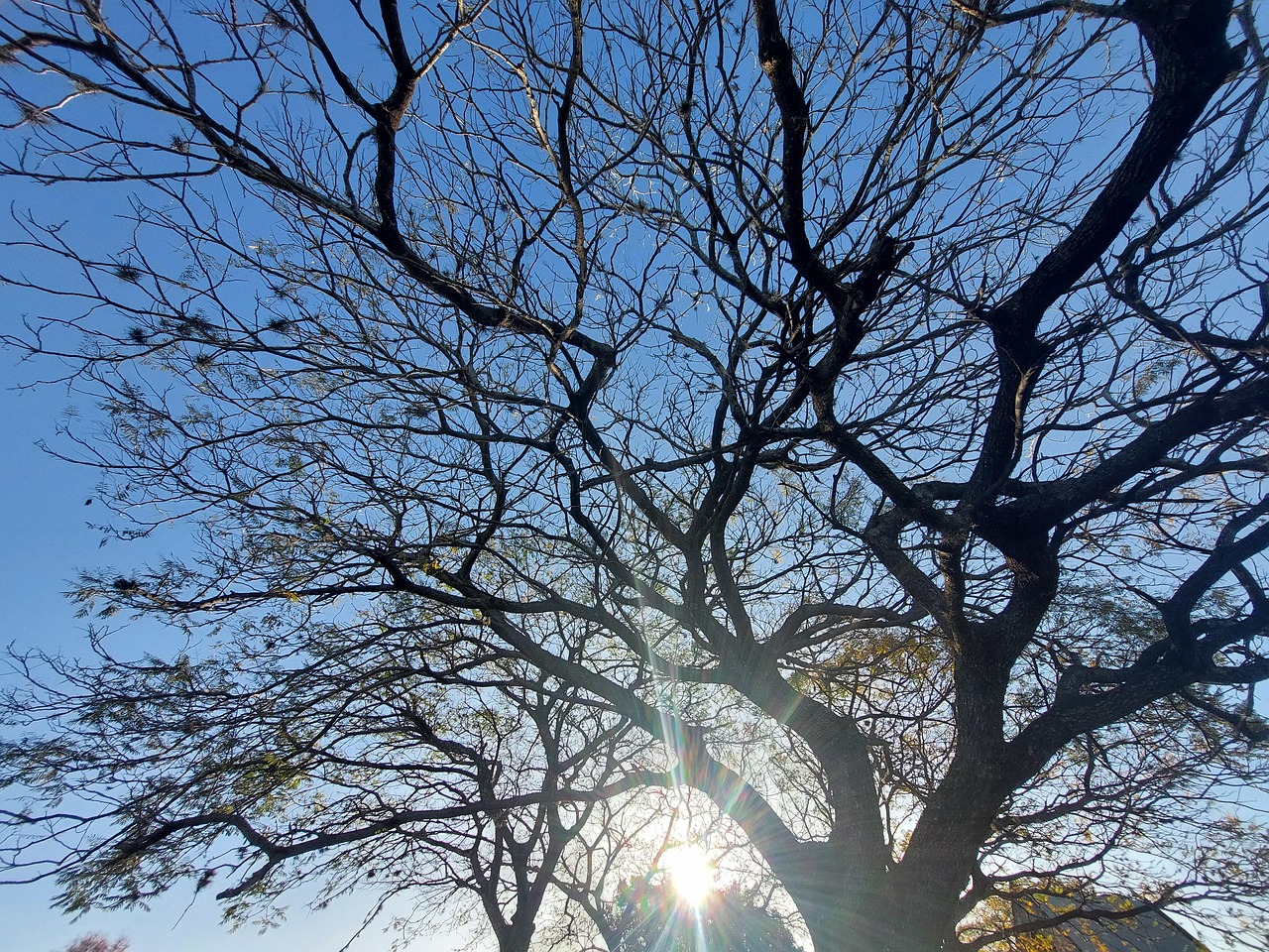 Ramas De Arbol Cielo Celeste - Foto gratuita no Pixabay - Pixabay