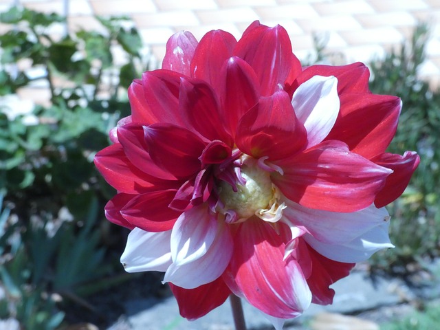 Red And White Flower - Free photo on Pixabay - Pixabay
