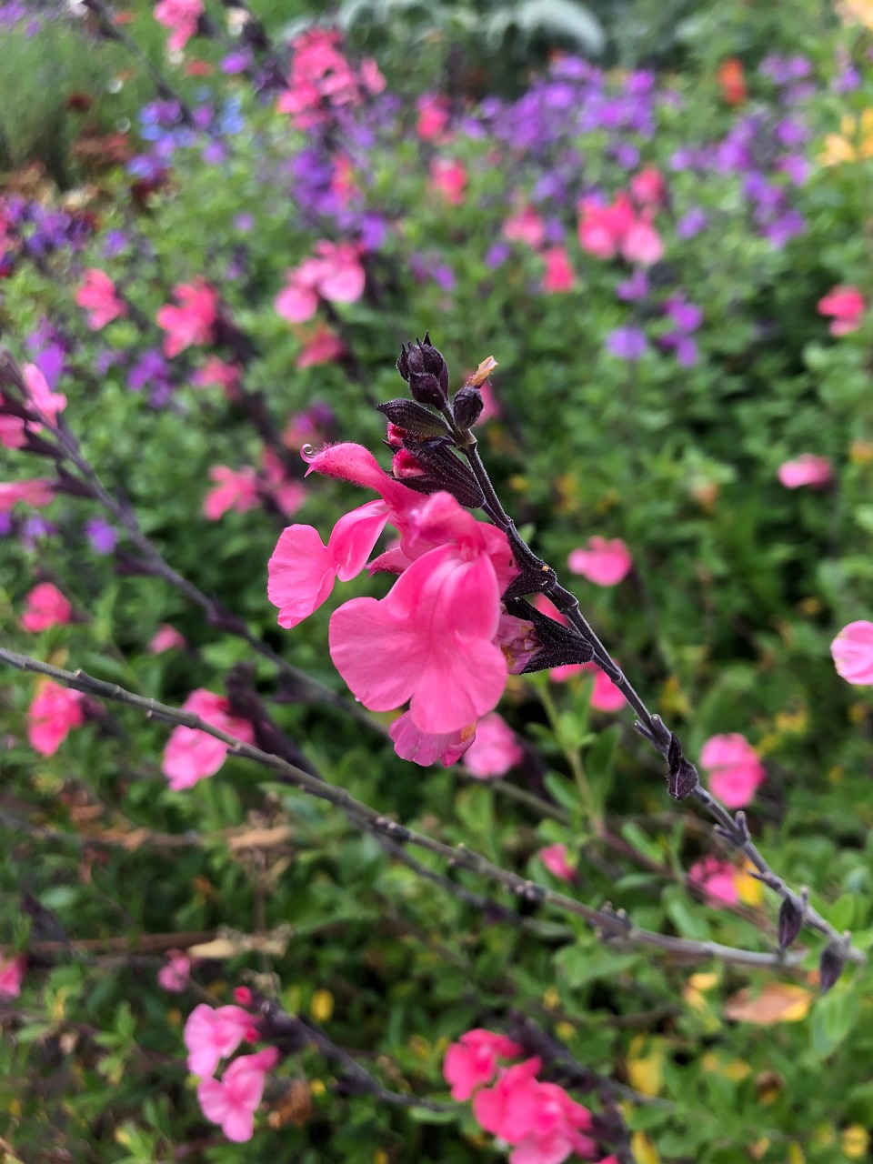 Perennial Flower Nature - Free photo on Pixabay - Pixabay