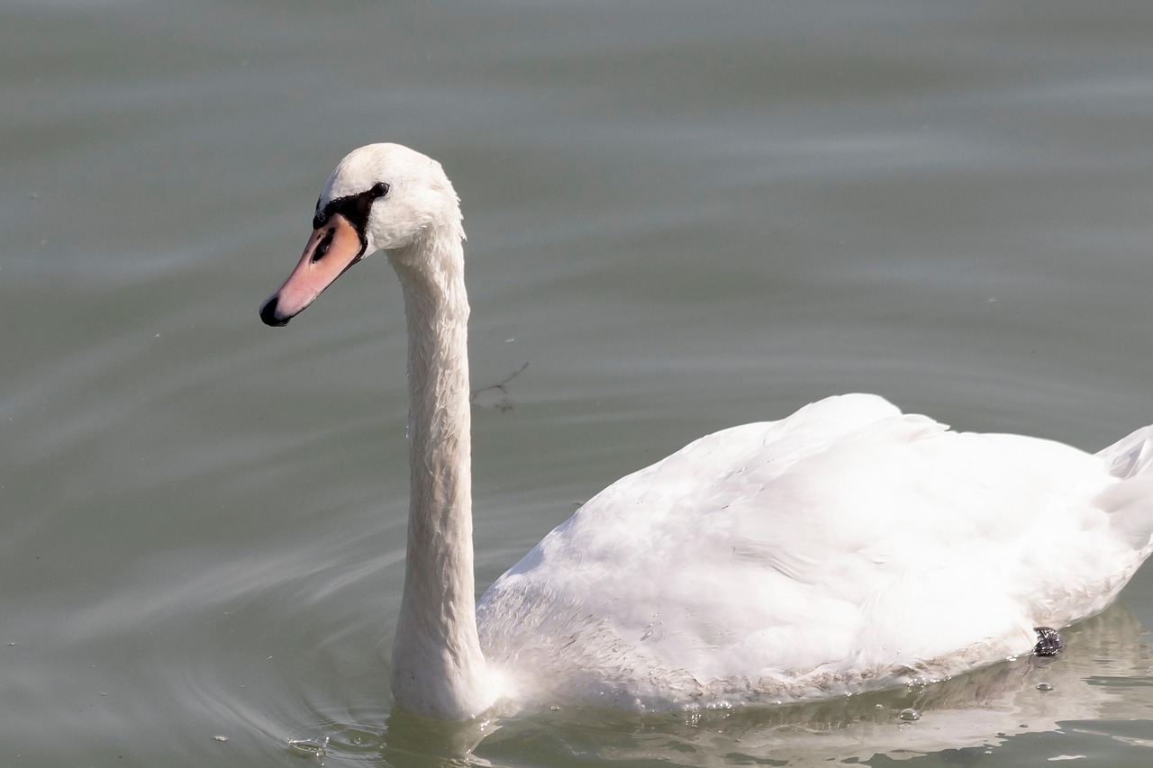 Swan Bird Feathers - Free photo on Pixabay