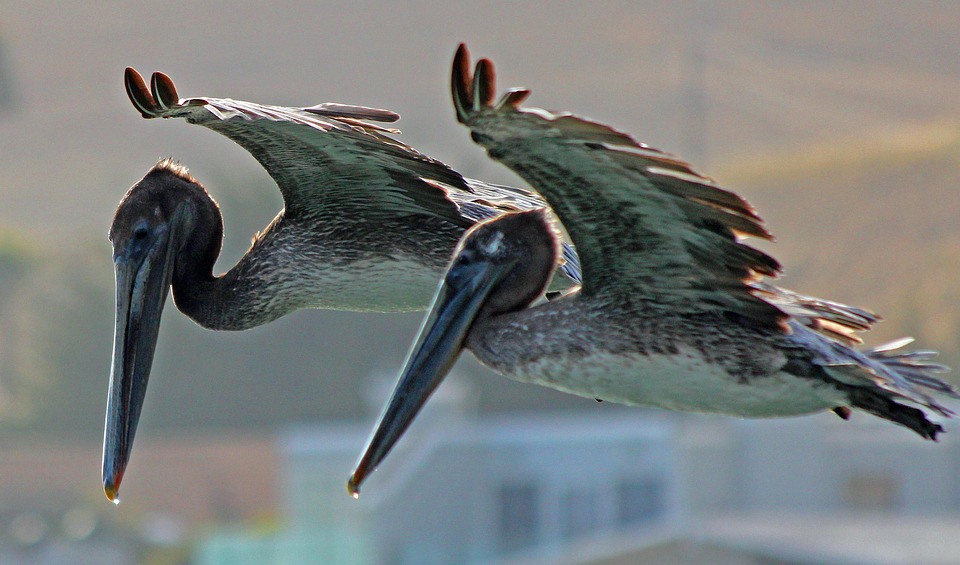 Pelicans Bird California Close - Free photo on Pixabay
