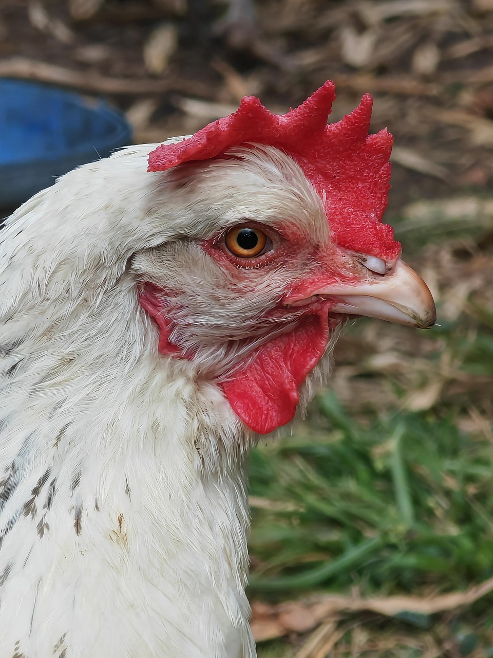 Poulet Oiseau Coq - Photo gratuite sur Pixabay - Pixabay