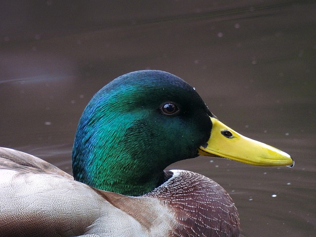 Duck Bird Drake - Free photo on Pixabay - Pixabay
