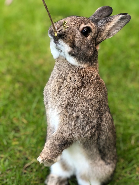 Nature Animal - Free photo on Pixabay - Pixabay