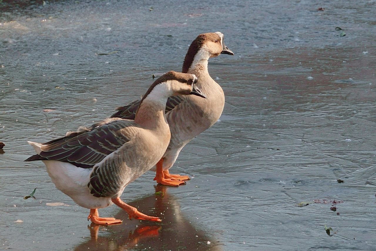 Gansos Aves Pico - Foto gratis en Pixabay - Pixabay