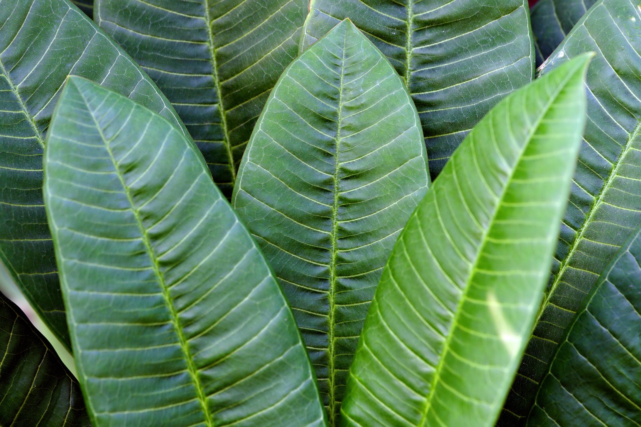 100,000+ Free Blue Plumeria & Plumeria Images - Pixabay