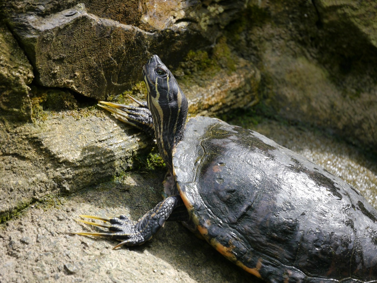 Tortuga Acuática Cáscara Uña - Foto gratis en Pixabay - Pixabay