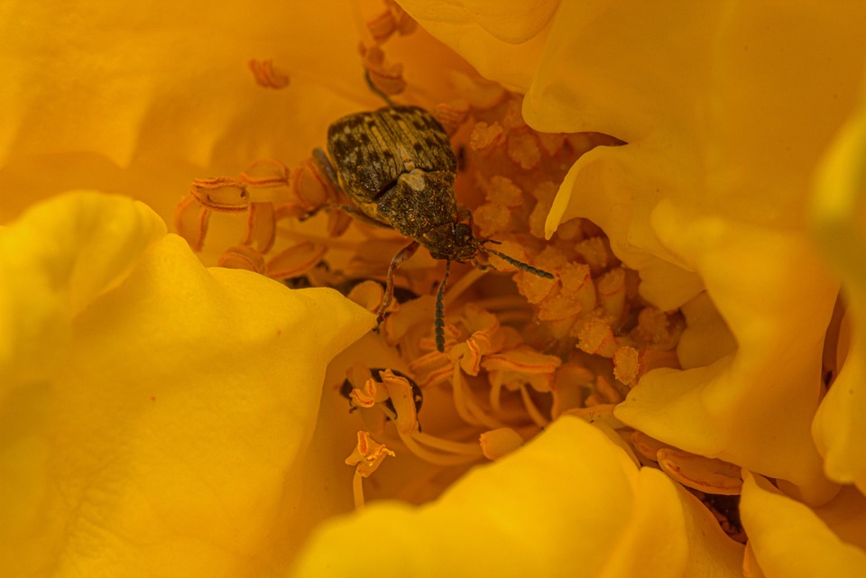 Insecte En Fleur Plantes - Photo gratuite sur Pixabay - Pixabay
