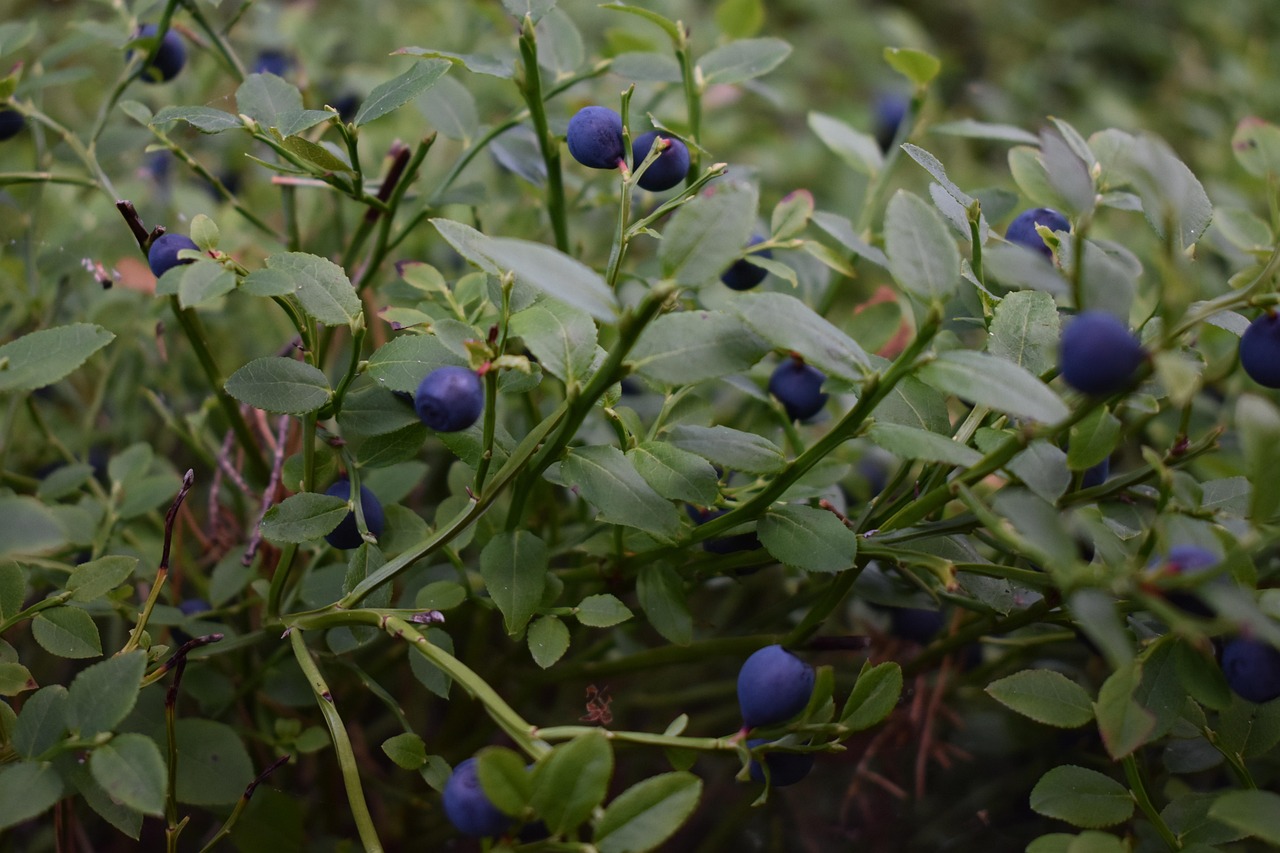 Blueberries Nature Forest - Free photo on Pixabay - Pixabay