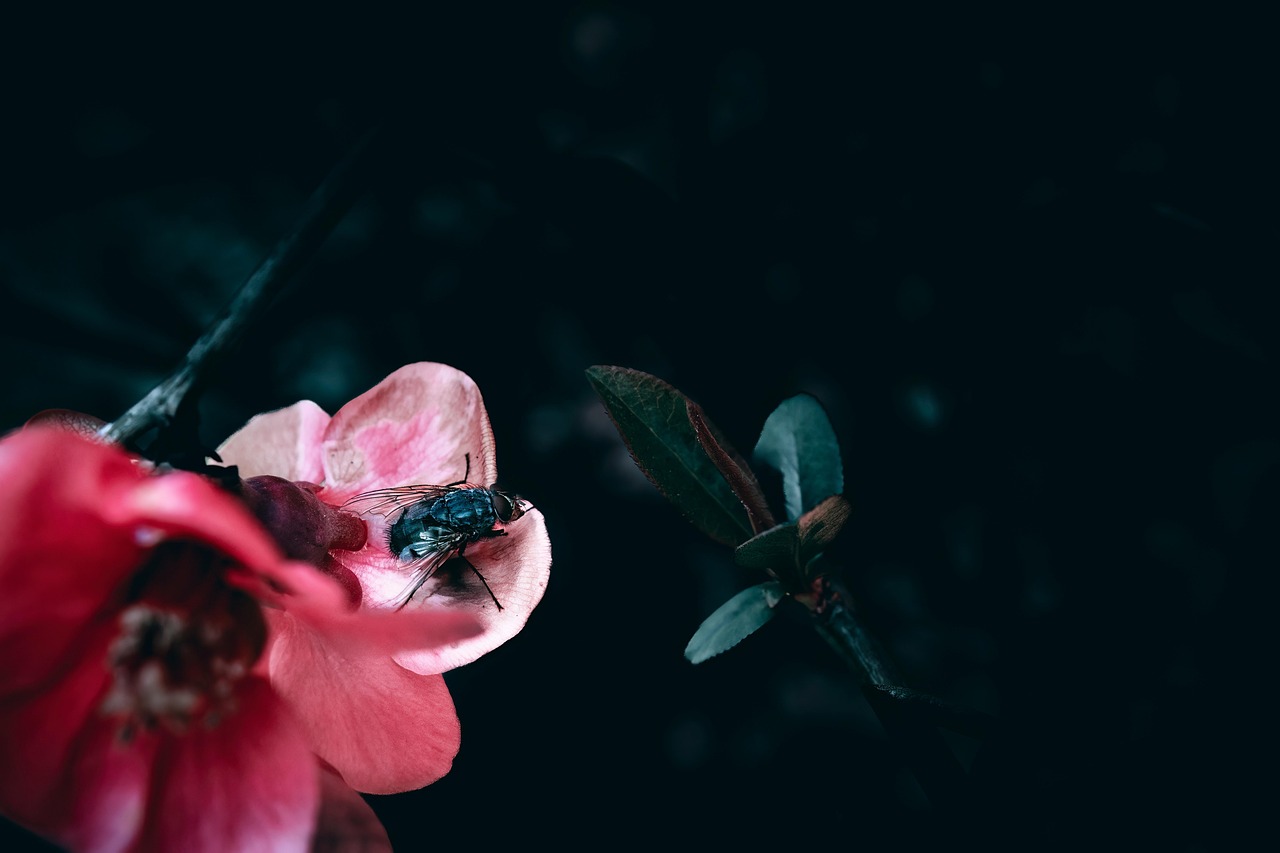 Bunga-Bunga Kelopak Lalat Biasa - Foto gratis di Pixabay - Pixabay