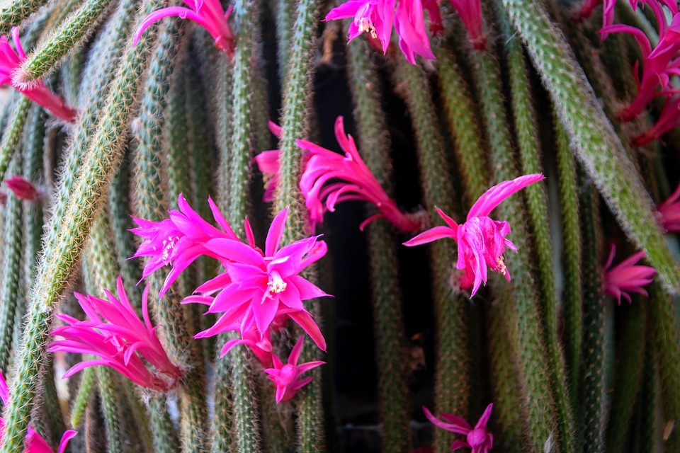 Cactus Pink Flowers Cacti - Free photo on Pixabay - Pixabay